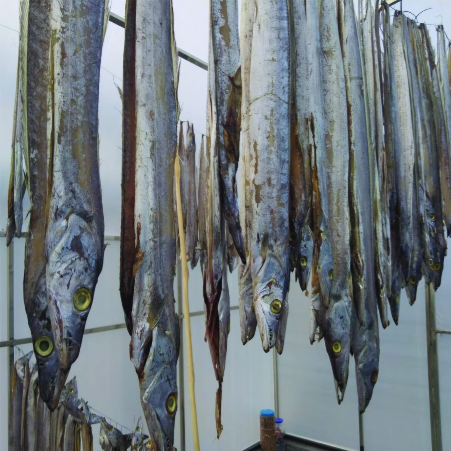 Organic Suri Sutki-Ribbon Fish Dry (অর্গানিক ছুরি মাছের শুঁটকি ১০০% বিষ ...